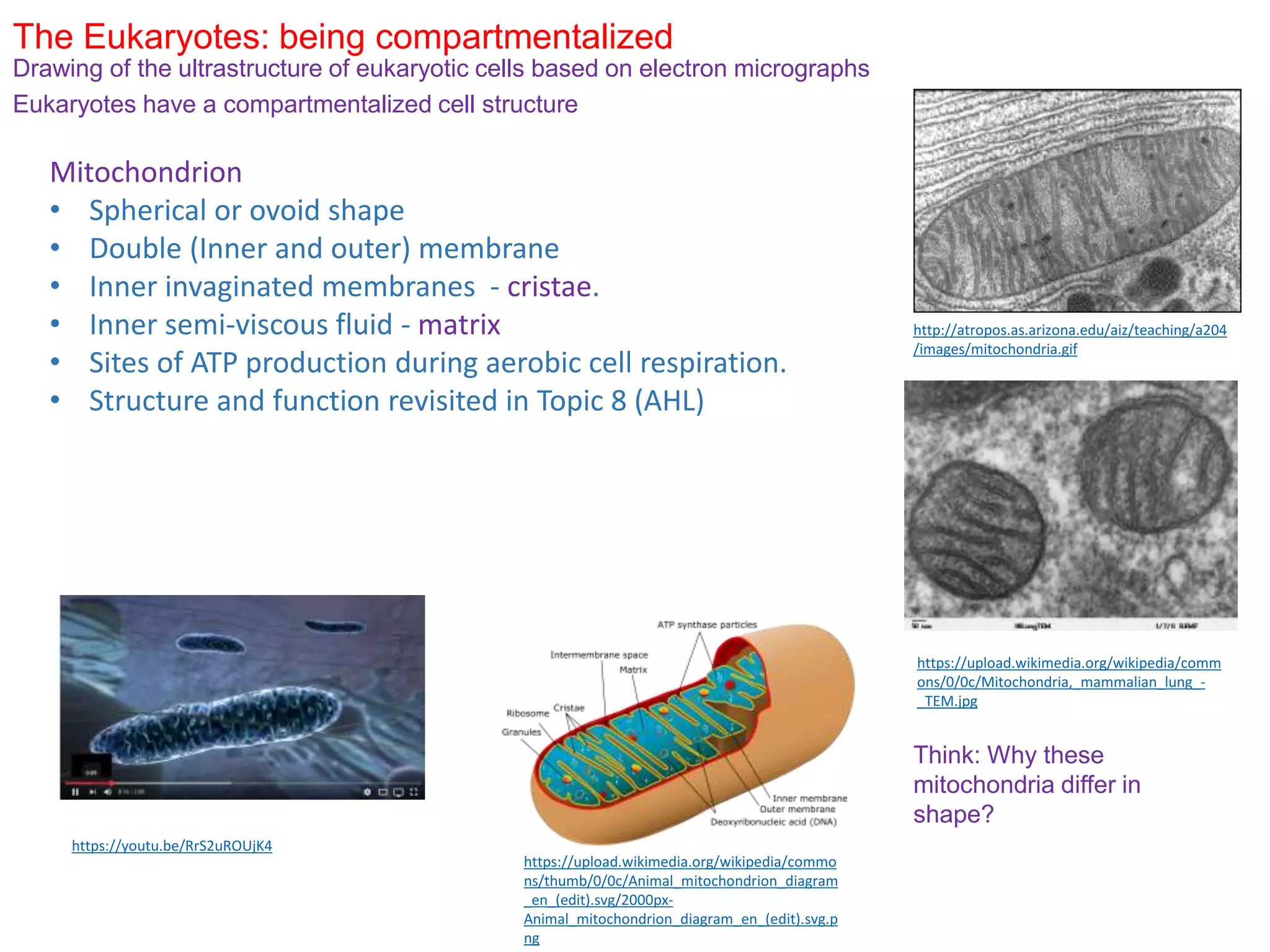 1.2. Cell ultrastructure | PPTX