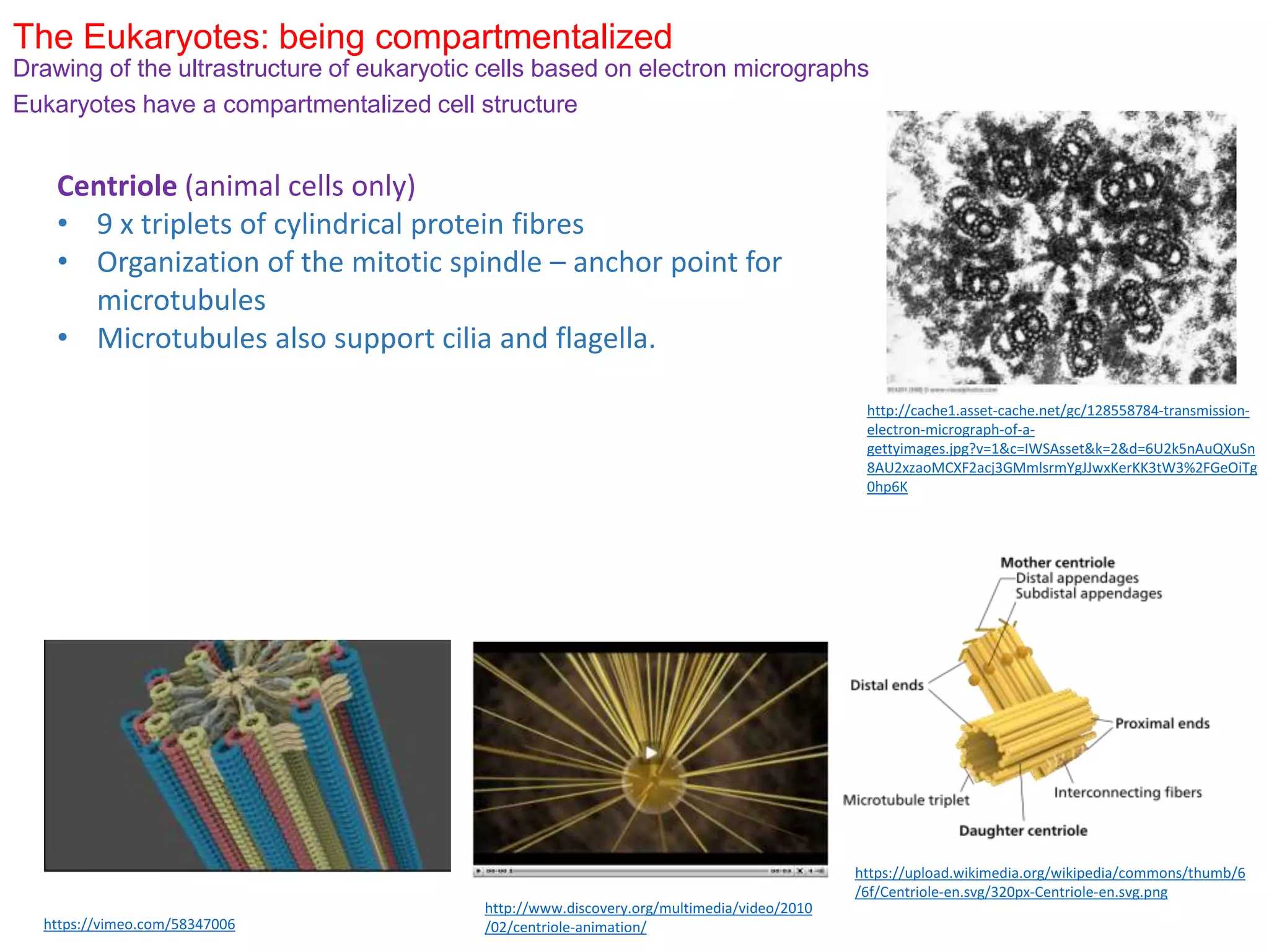 1.2. Cell ultrastructure | PPTX