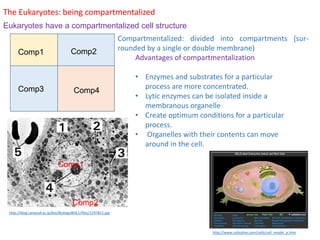 1.2. Cell ultrastructure | PPTX