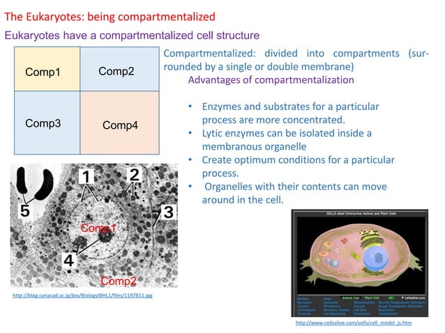 1.2. Cell ultrastructure | PPTX | Biological Sciences | Science