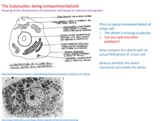 1.2. Cell ultrastructure | PPT