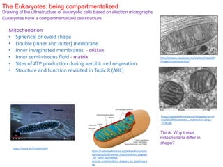 1.2. Cell ultrastructure | PPTX