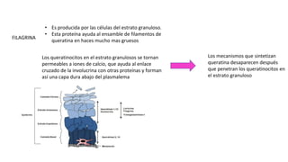 histologia de las faneras | PPTX