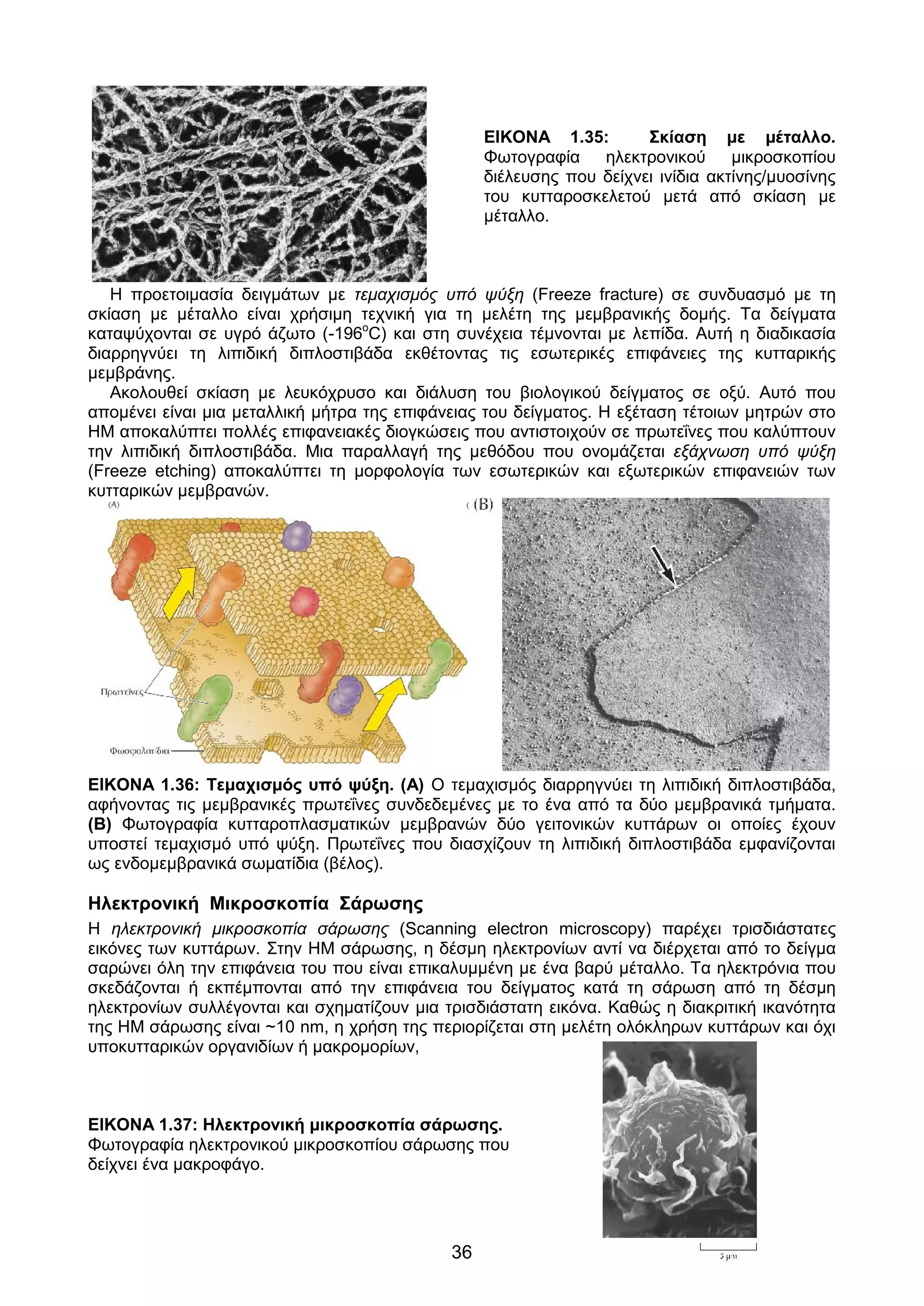 1. ch1 eisagwgi sth kyttarikh biologia | PDF