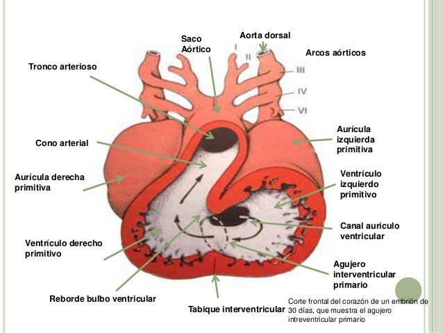 1. 1 embriologia cardiaca
