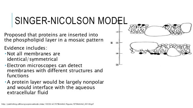 1.3 membrane structure