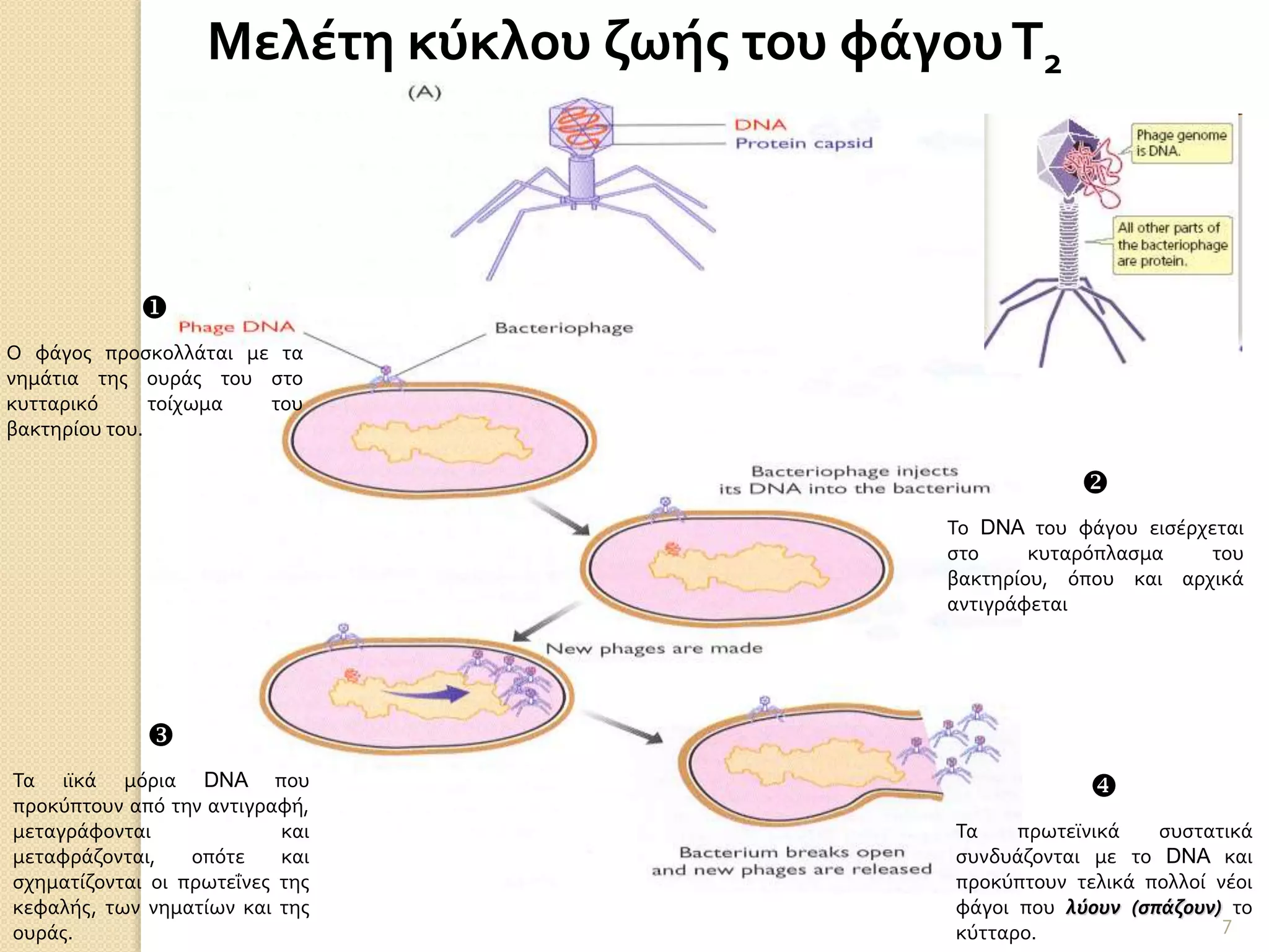 Kεφάλαιο 1: Το γενετικό υλικό | PPTX
