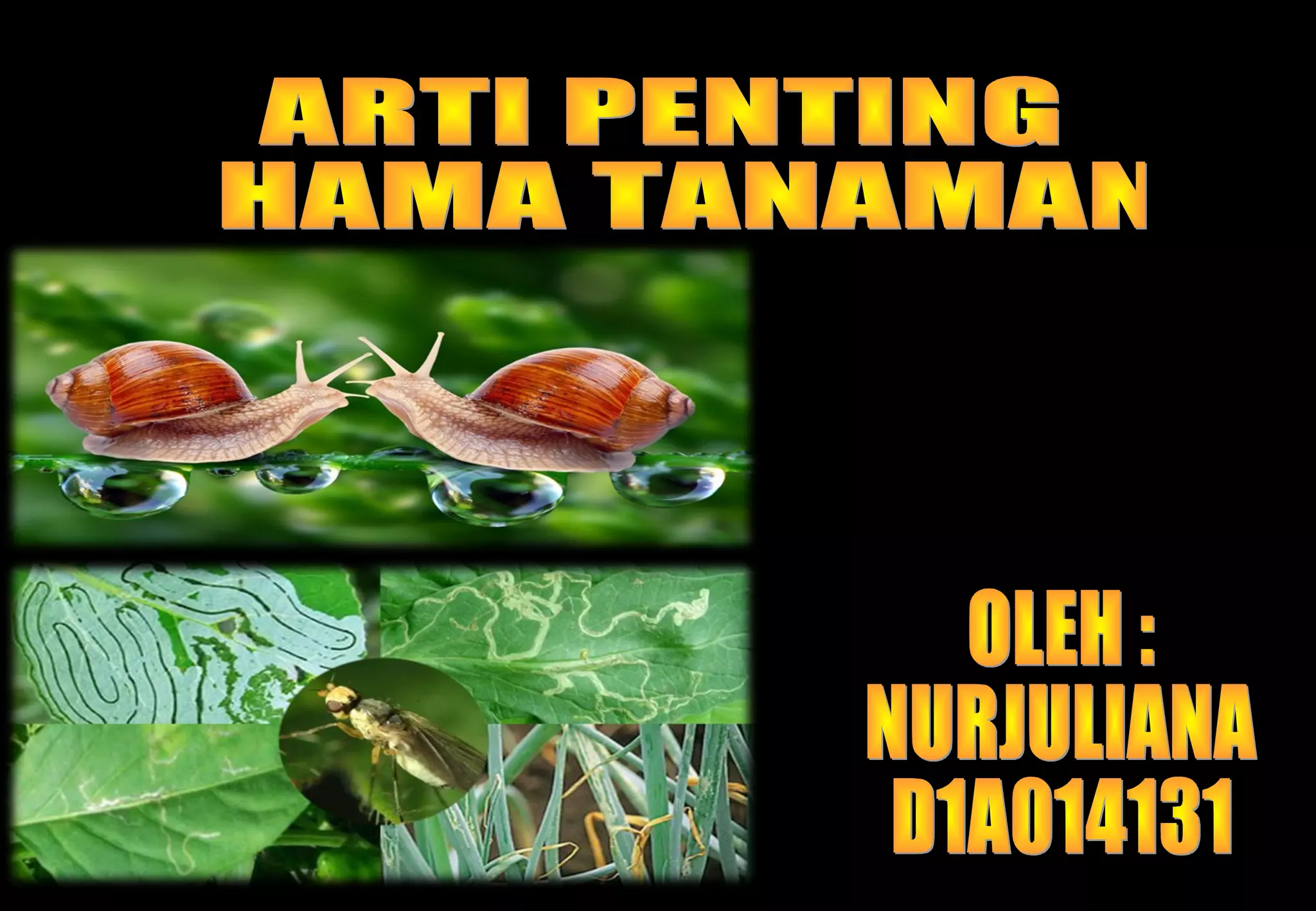 1. arti penting hama tanaman ppt | PPT
