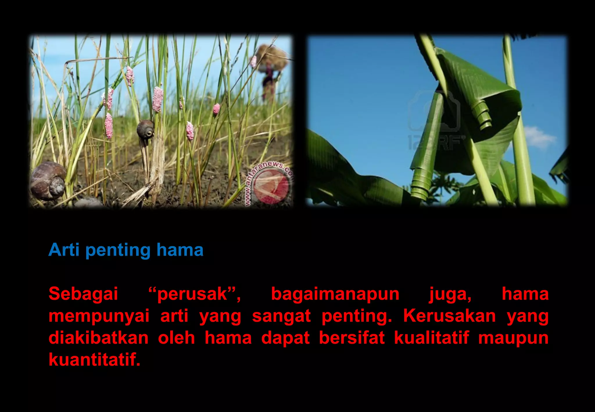 1. arti penting hama tanaman ppt | PPT