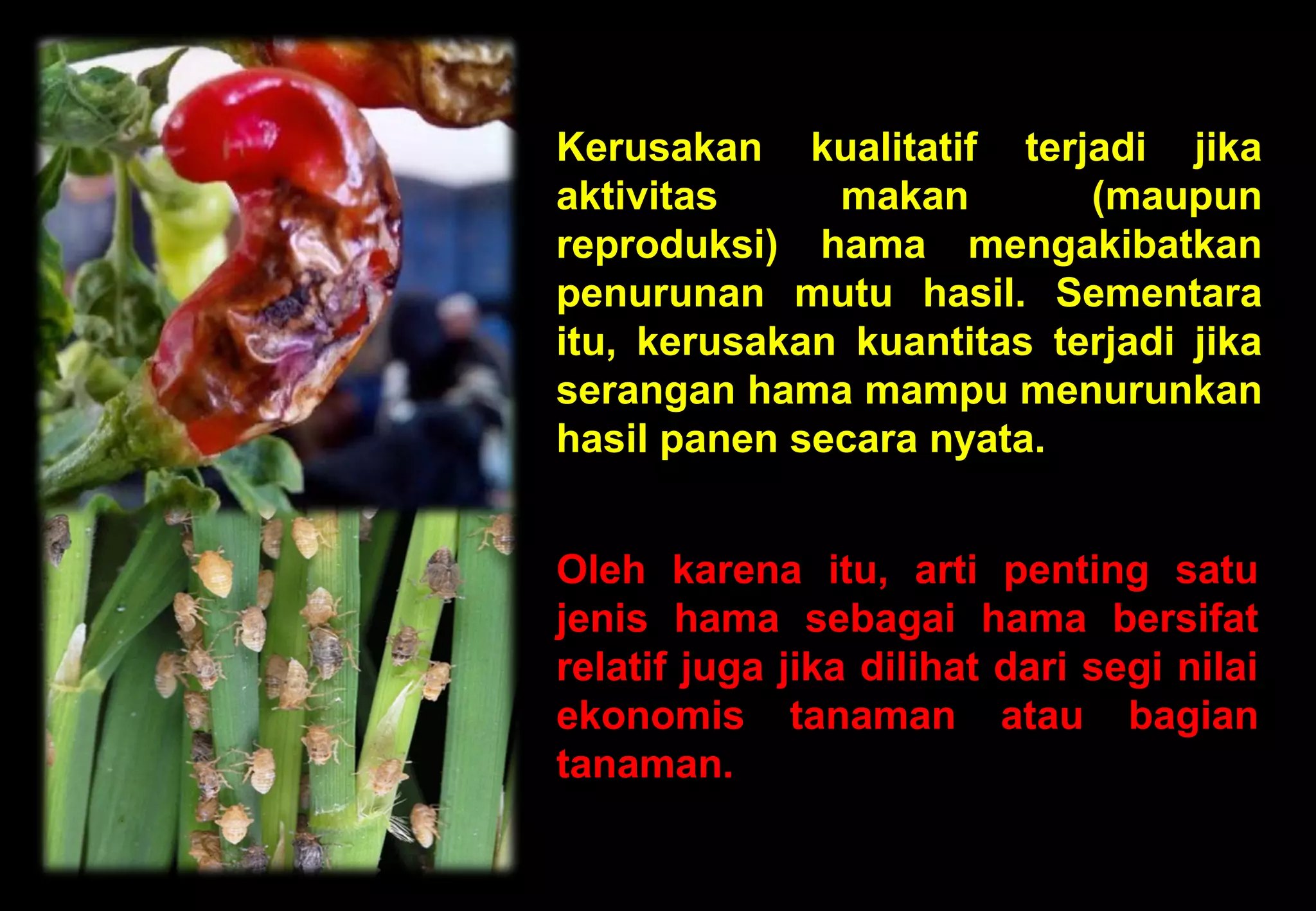 1. arti penting hama tanaman ppt | PPT