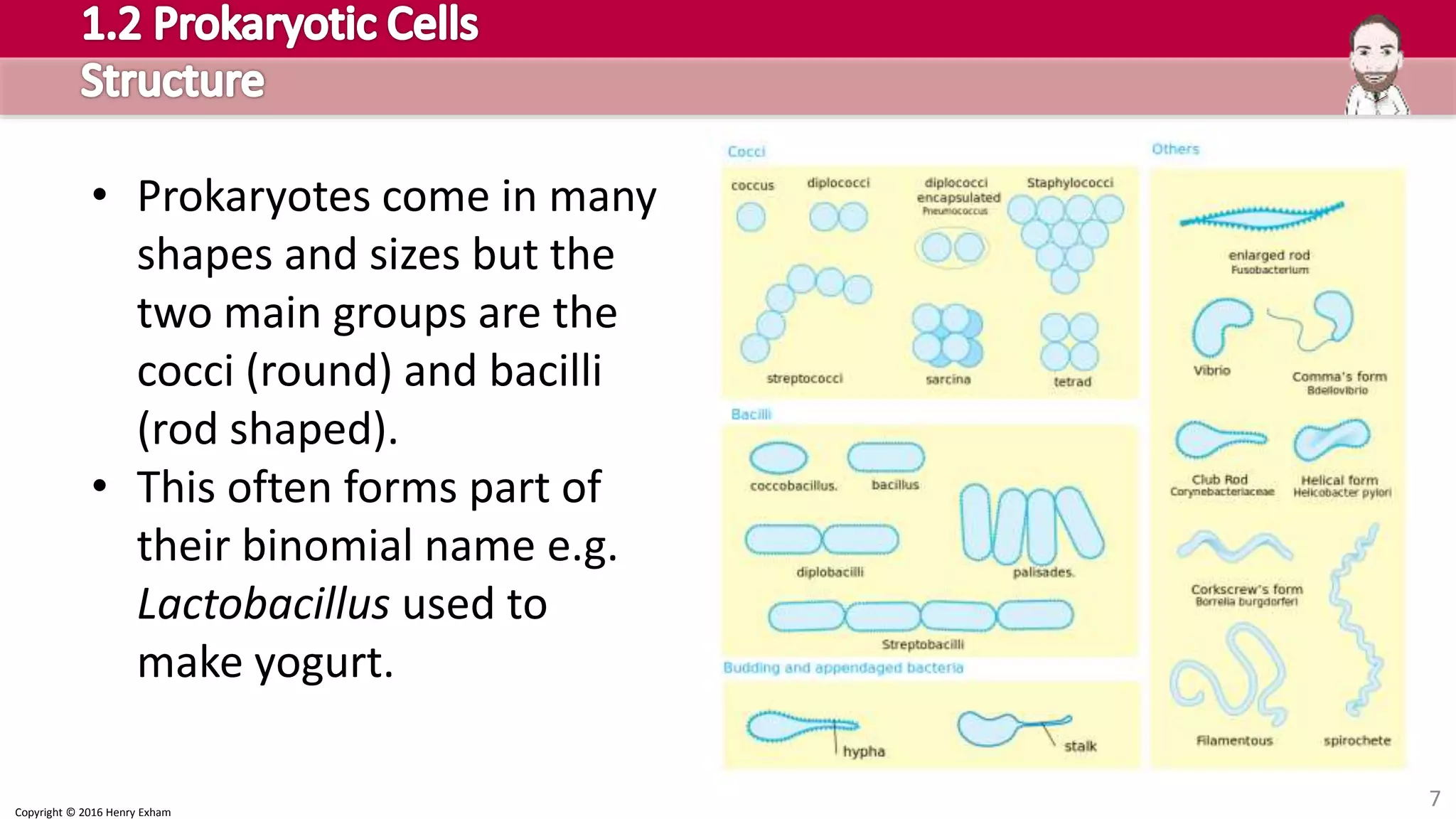 Cambridge Pre-U Biology - 1.2 Prokaryotic Cells | PPTX