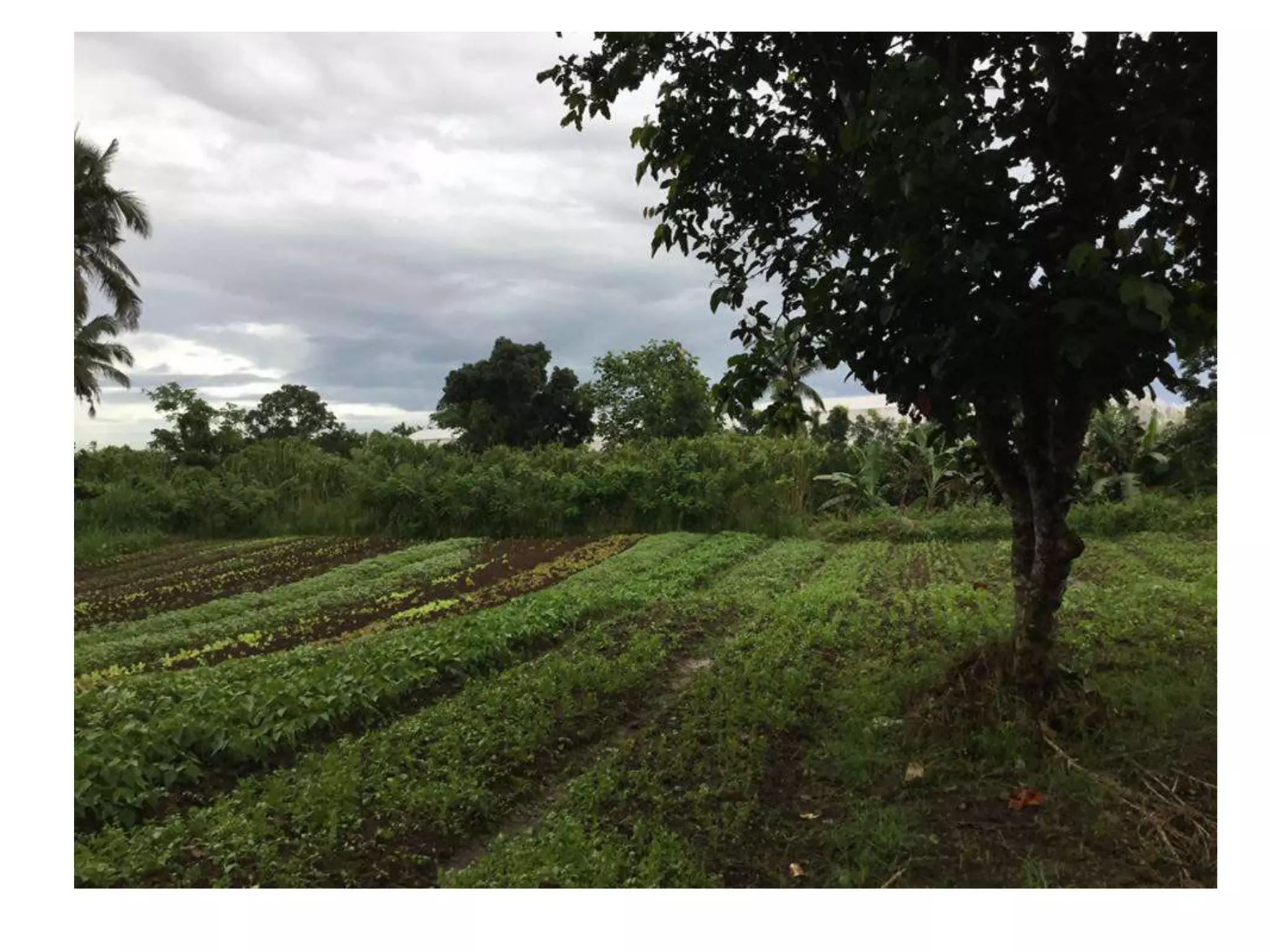 Gejo Jimenez - Farming Your Way To The Restaurant Kitchens | PPTX ...