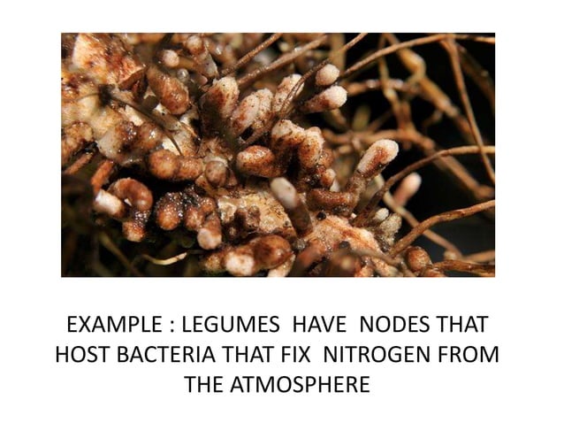 Gejo Jimenez - Farming Your Way To The Restaurant Kitchens | PPTX ...