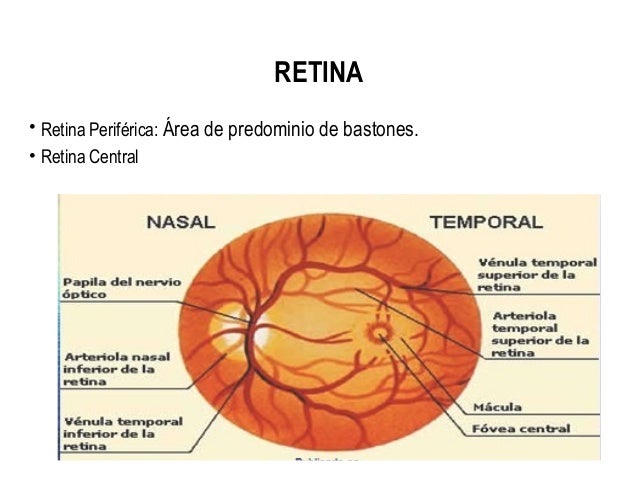 1. anatomía del ojo