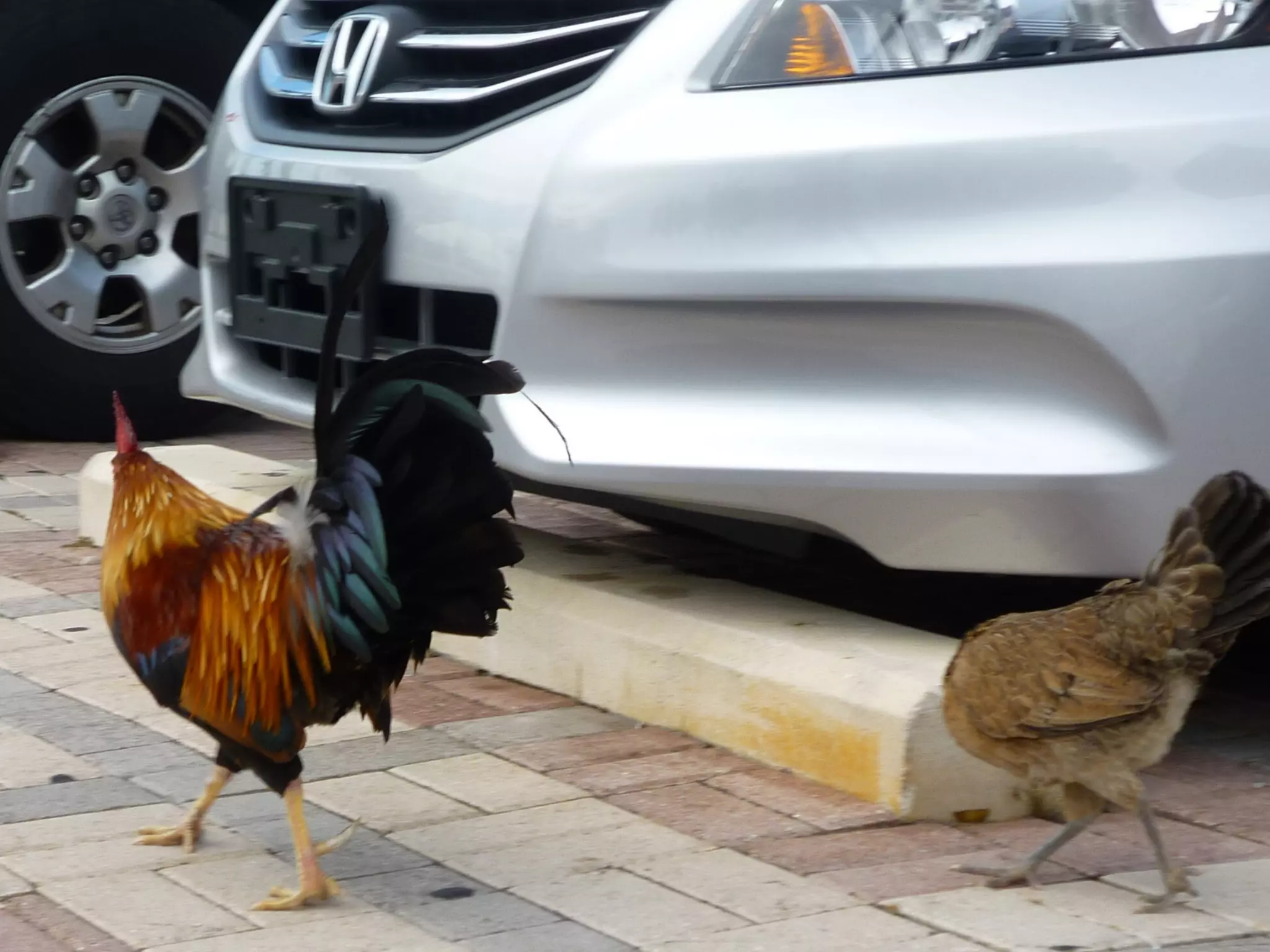 Soil Profile Rebuilding, A technique for Rehabilitating Compacted Urban ...