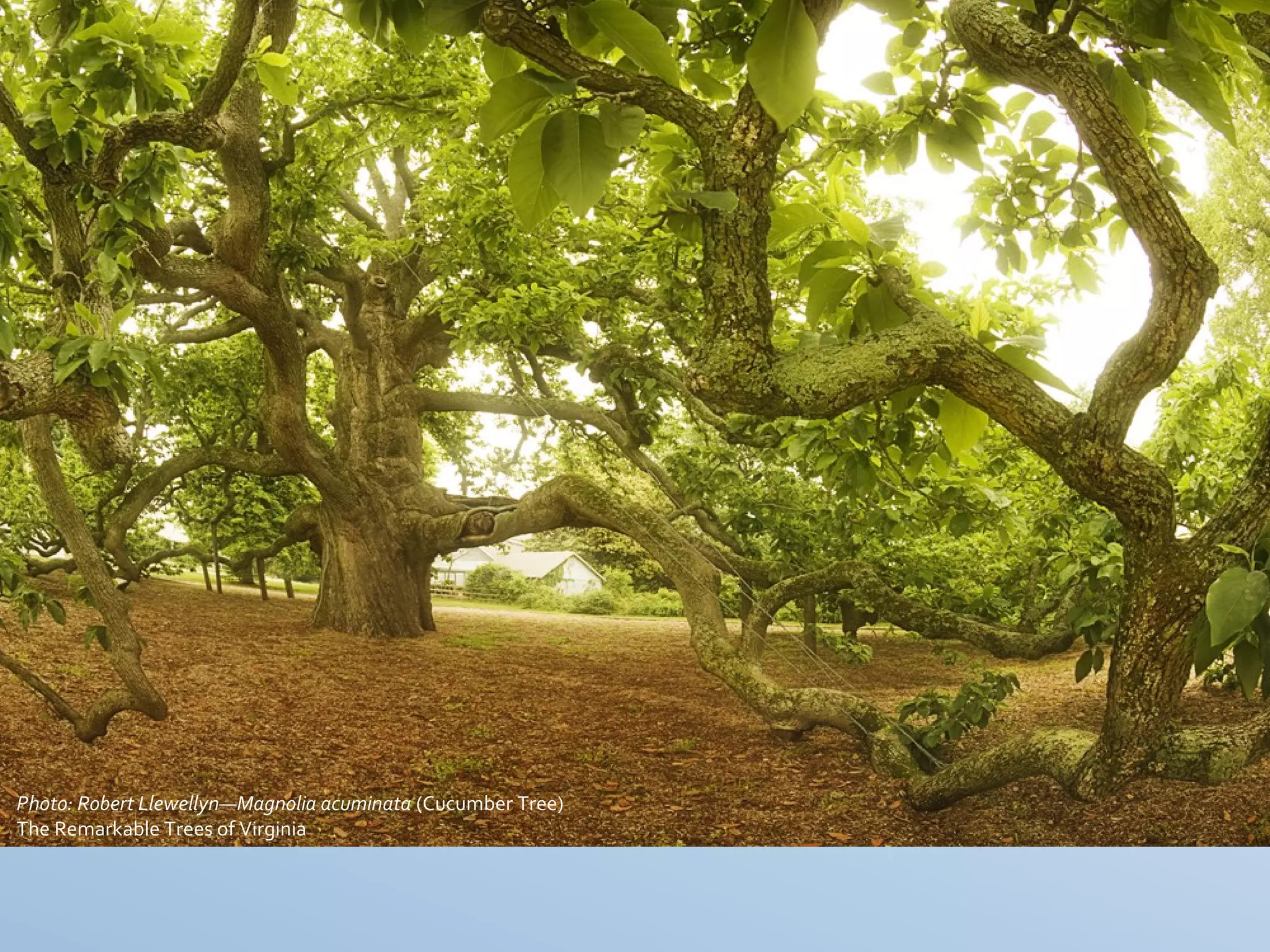 Soil Profile Rebuilding, A technique for Rehabilitating Compacted Urban ...