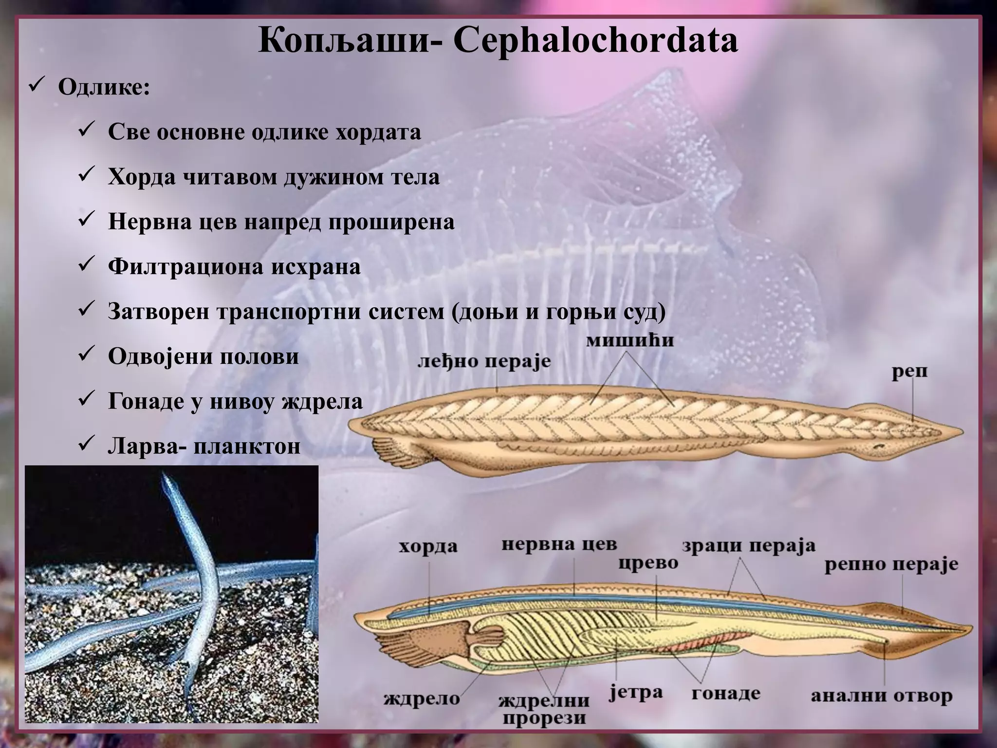 Opste odlike hordata | PPTX