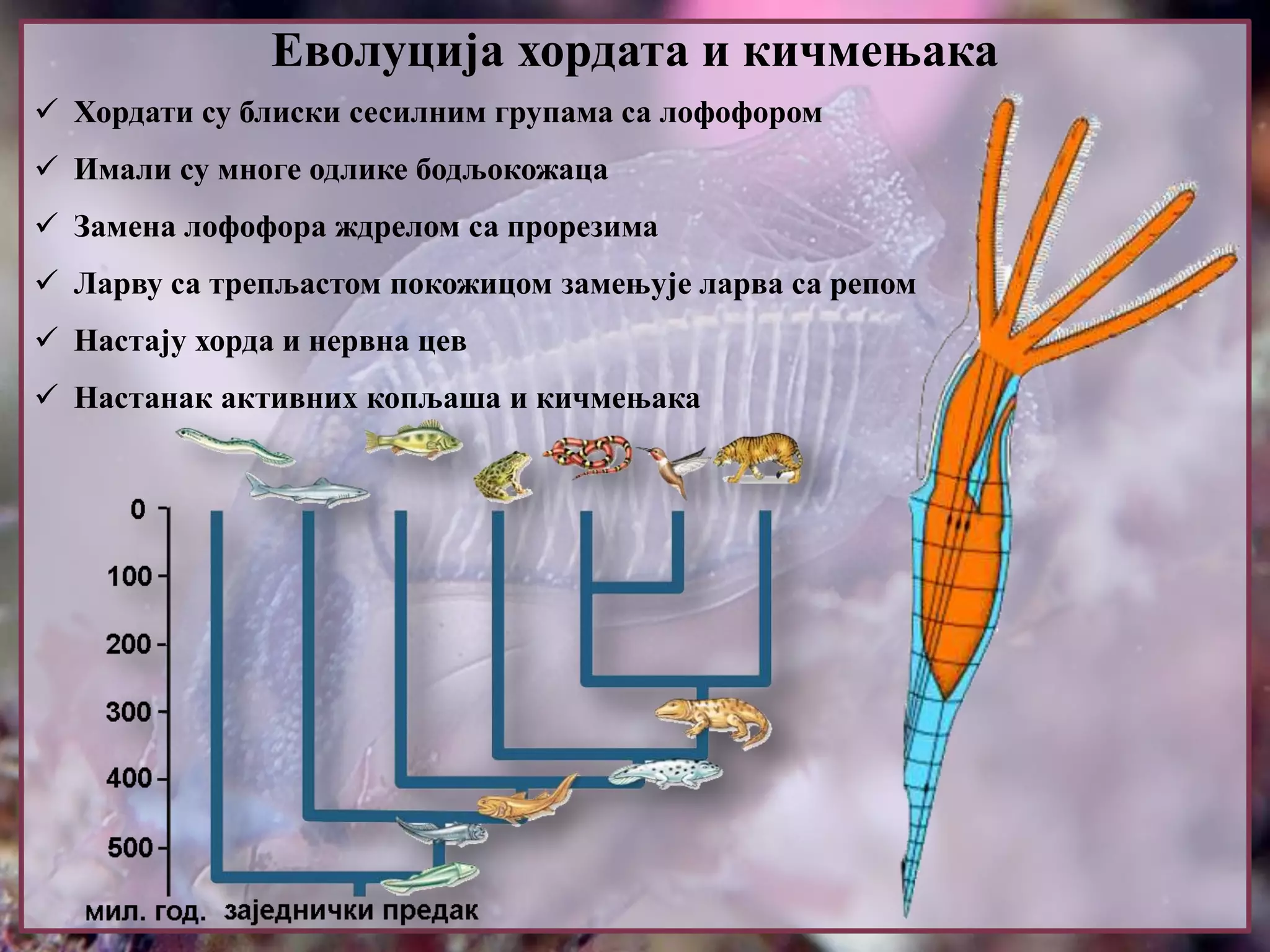 Opste odlike hordata | PPTX