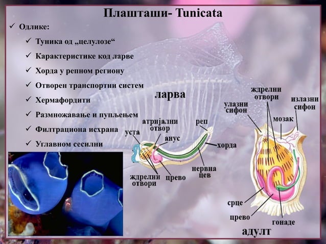 Opste odlike hordata | PPTX