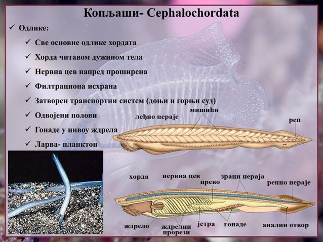 Opste odlike hordata | PPTX