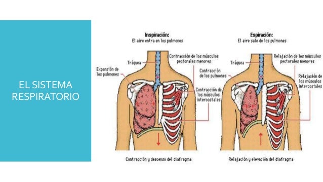 El Sistema Respiratorio Principales Caractersticas