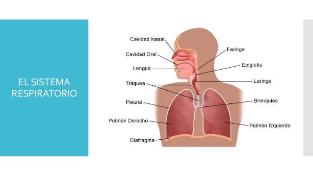 El Sistema Respiratorio Principales Caractersticas