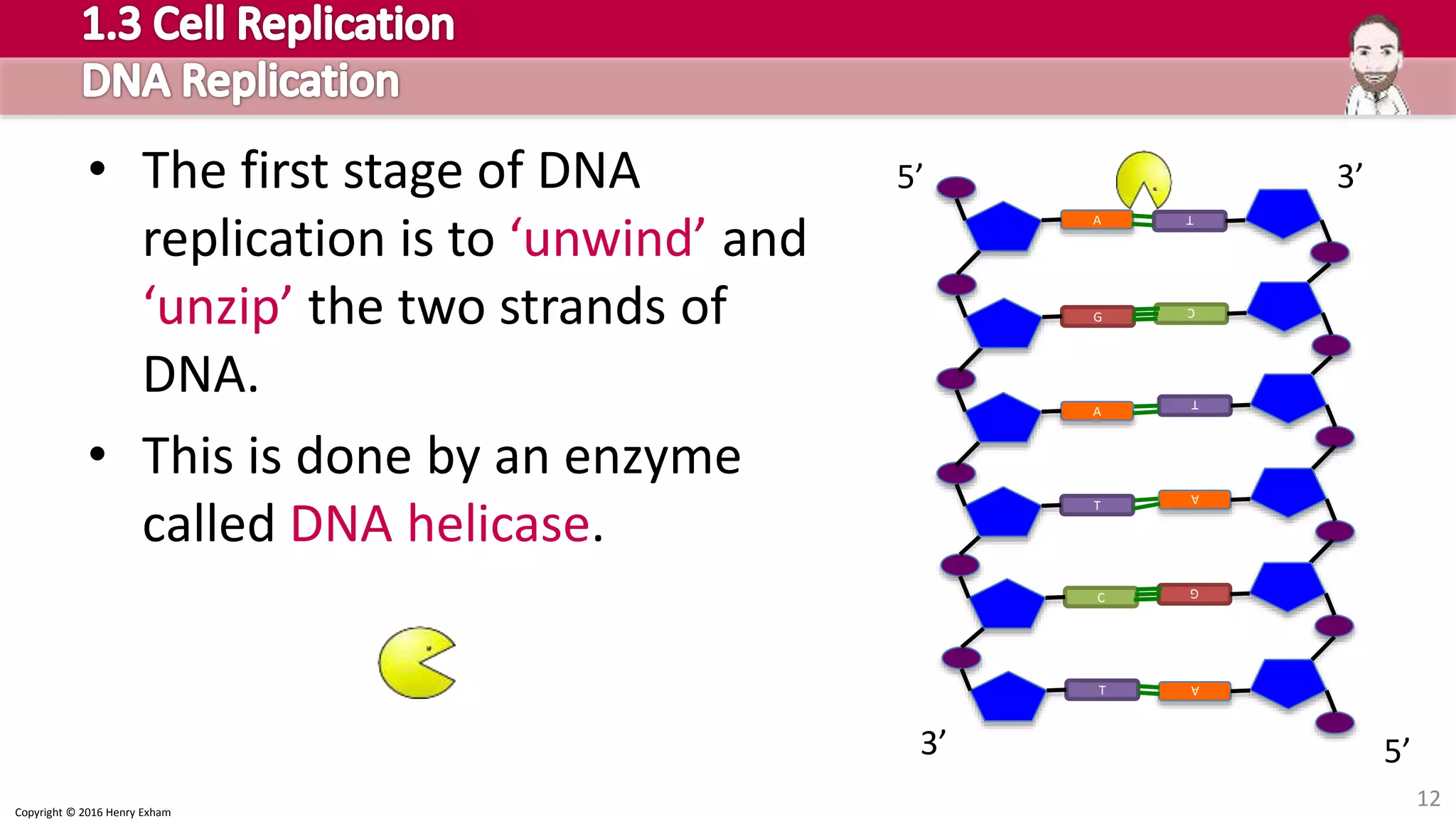 Cambridge Pre-U Biology - 1.3 DNA Replication | PPTX
