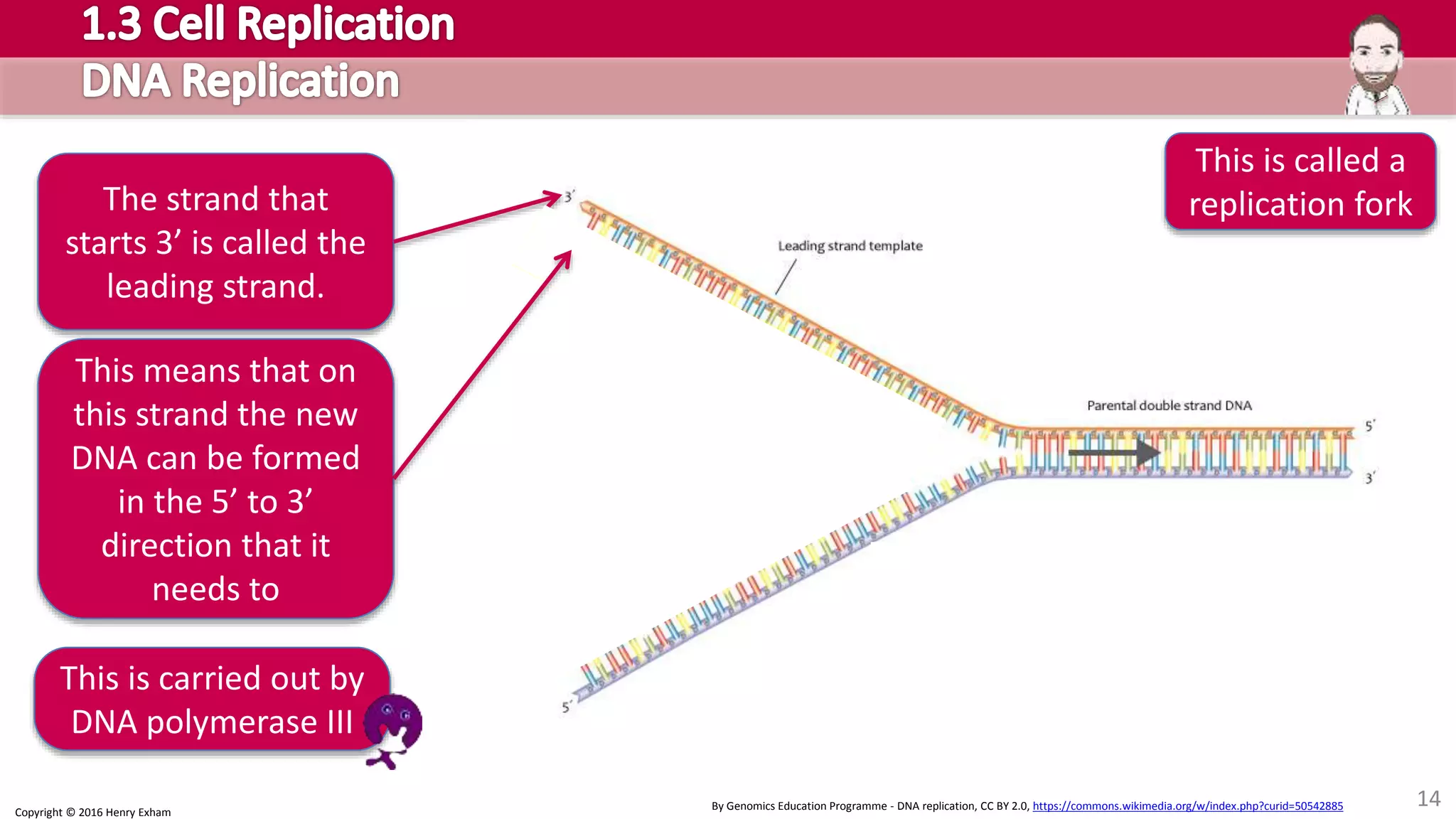 Cambridge Pre-U Biology - 1.3 DNA Replication | PPTX