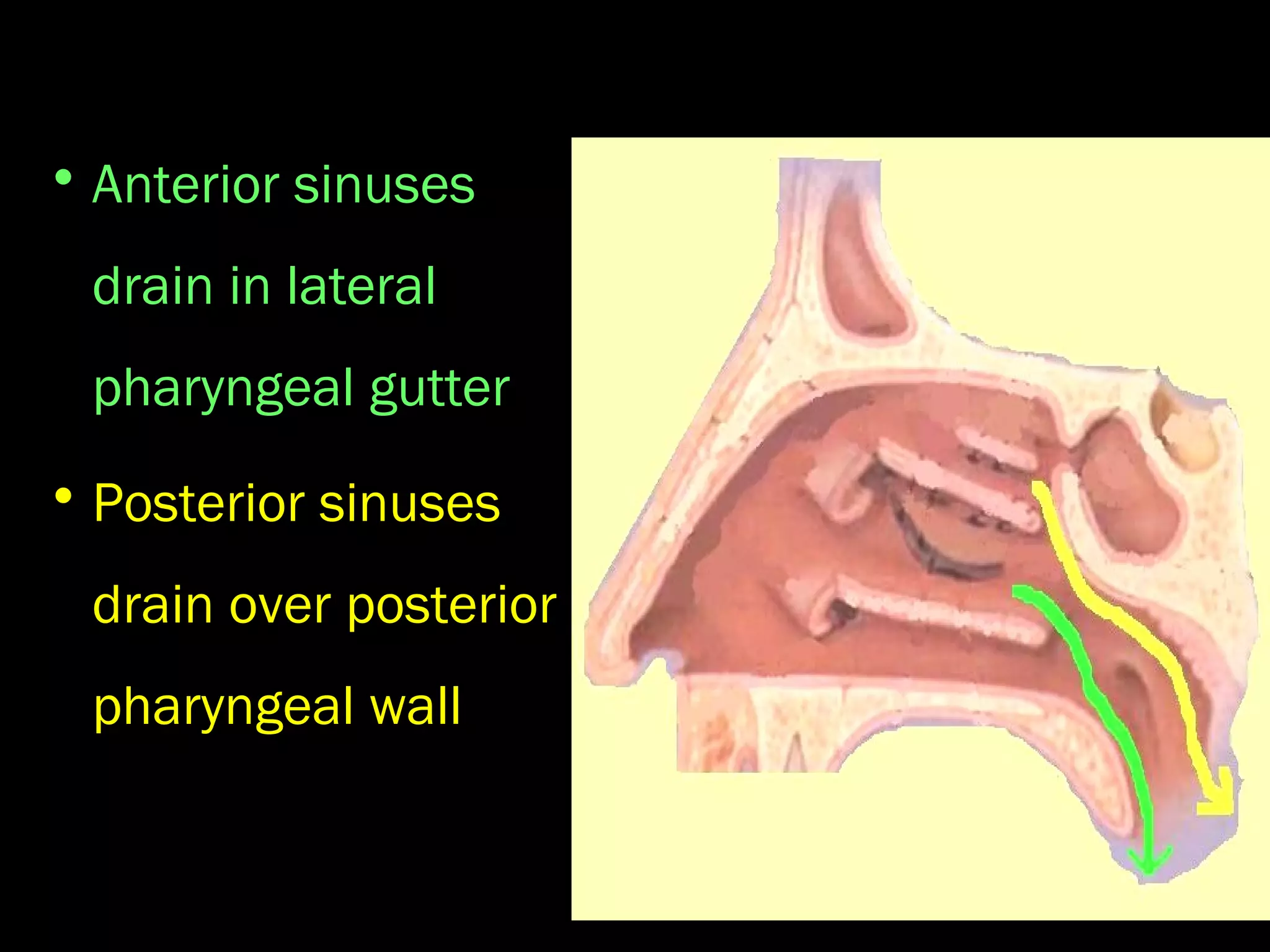 Anatomy and physiology of nose and PNS | PPT
