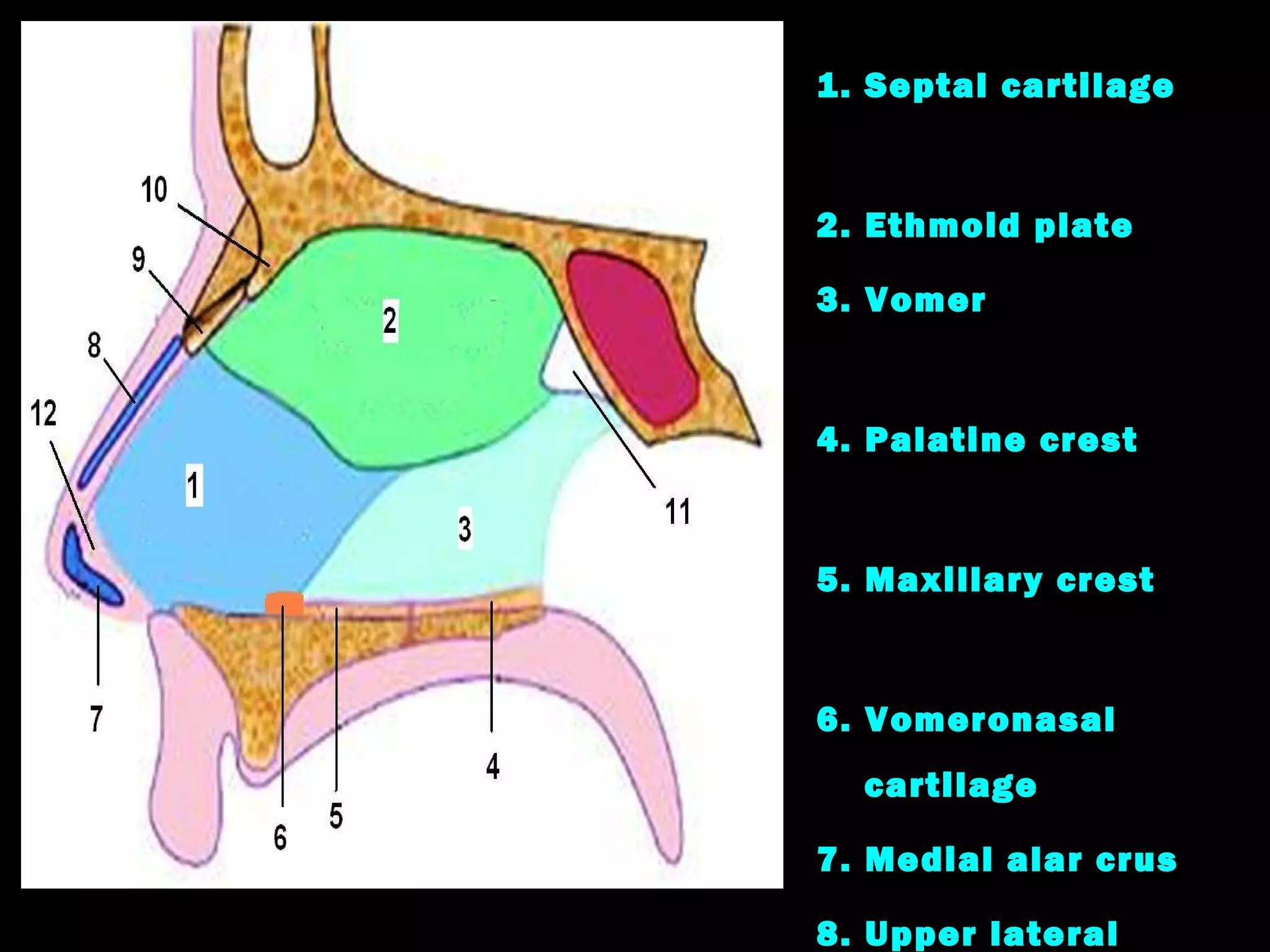 Anatomy and physiology of nose and PNS | PPT