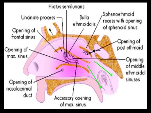 1. anatomy and physiology of nose & pns