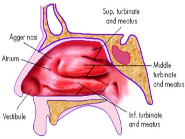 Middle Meatus Drainage