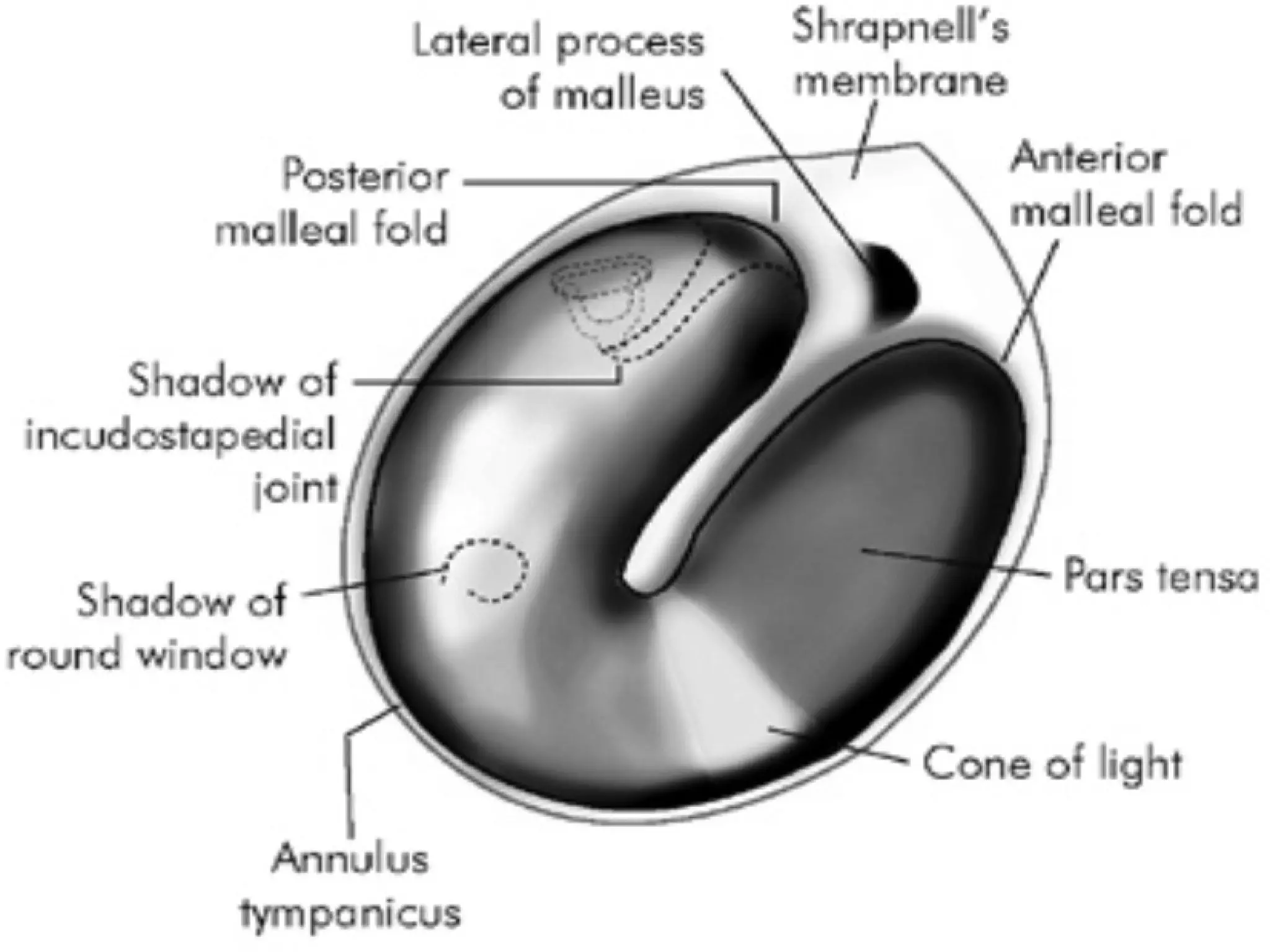 Anatomy of ear and mastoid | PPT