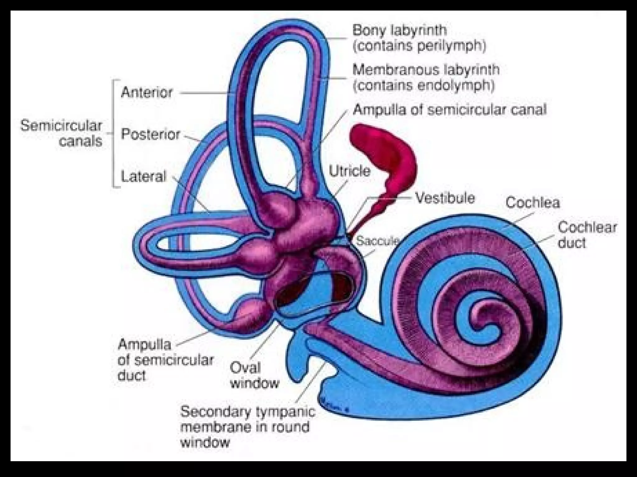 Anatomy of ear and mastoid | PPT