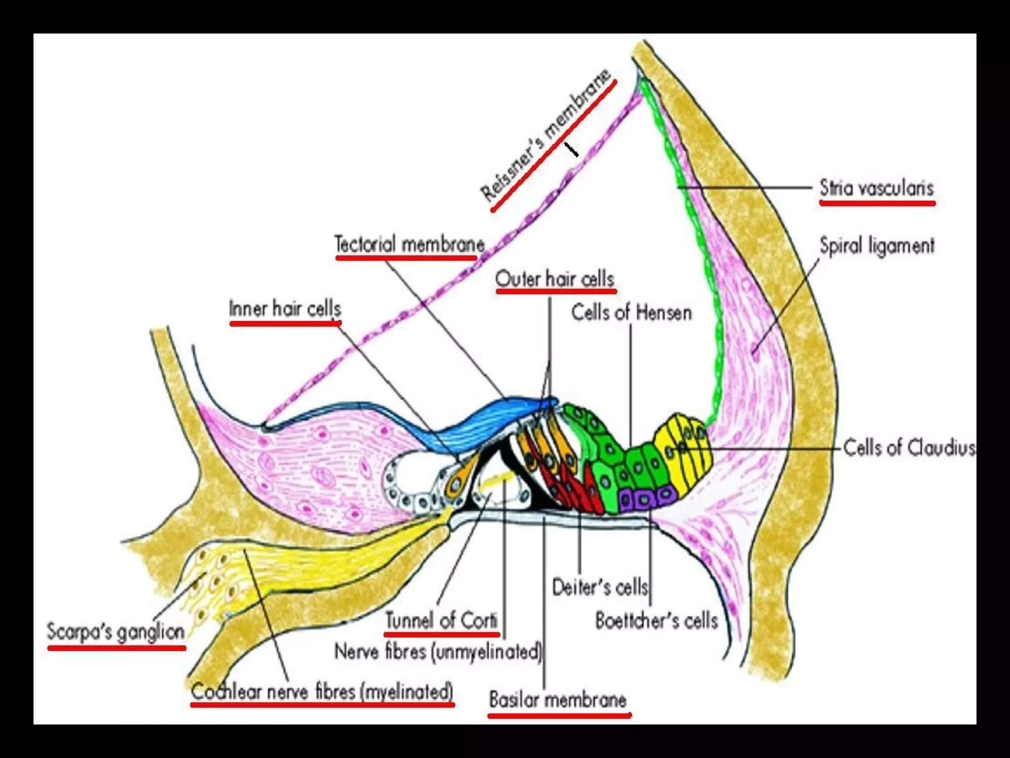 Anatomy of ear and mastoid | PPT