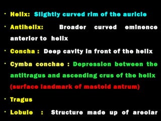Anatomy of ear and mastoid | PPT