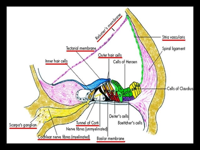Anatomy of ear and mastoid