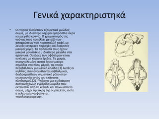 Εργασία για την τίγρη | PPTX
