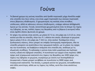 Εργασία για την τίγρη | PPTX