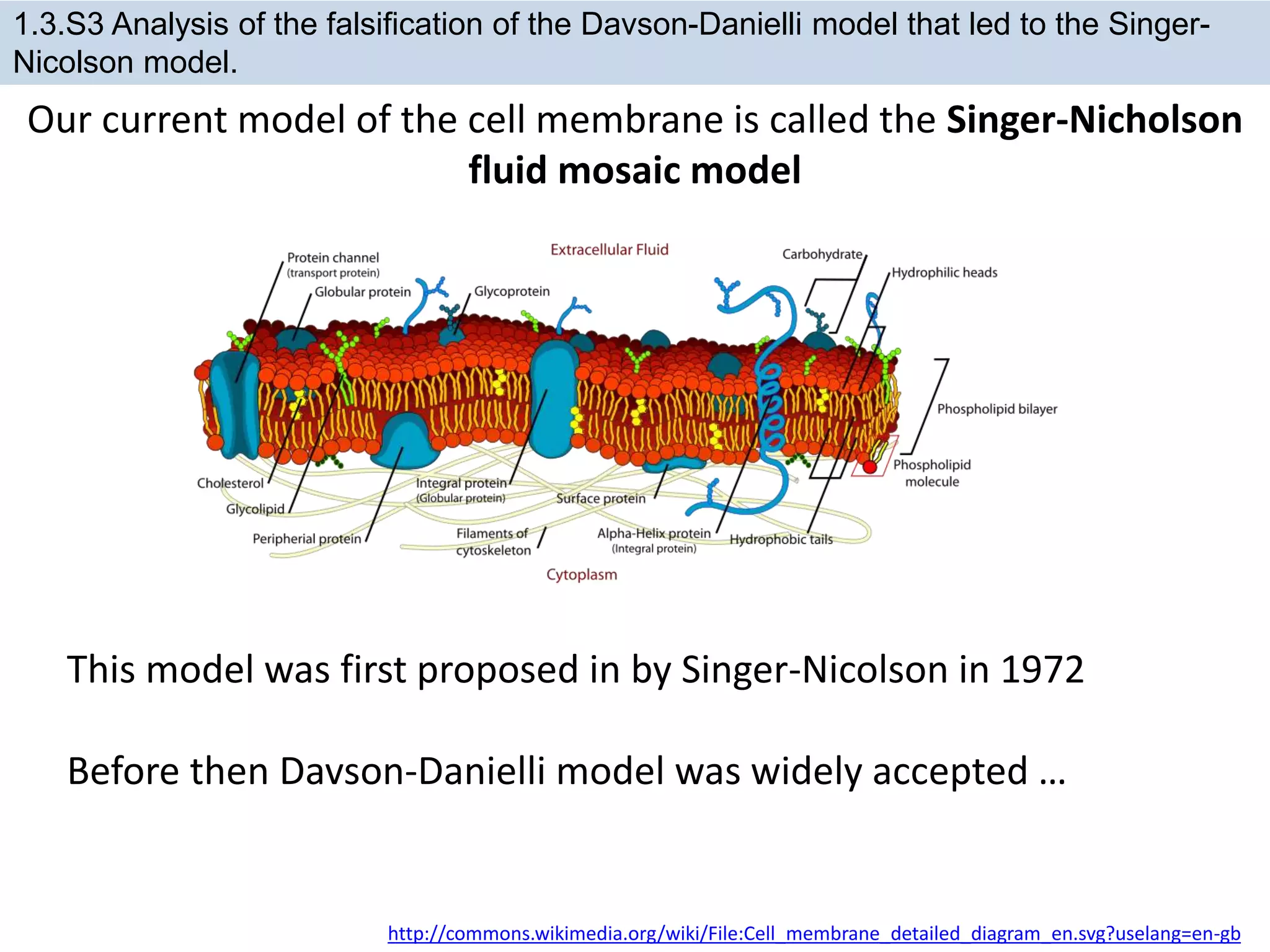 membrane structure | PPTX | Chemistry | Science