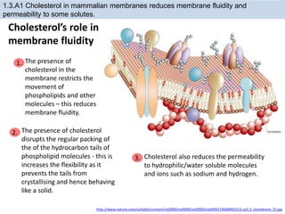 membrane structure | PPTX | Chemistry | Science
