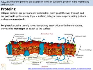 membrane structure | PPTX | Chemistry | Science