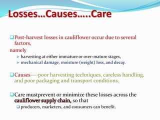 1. Post harvest loss reduction of cauliflower | PDF