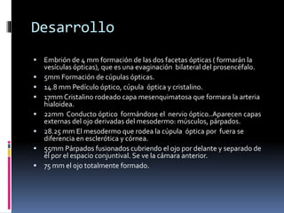 1. embriología del ojo | PPTX