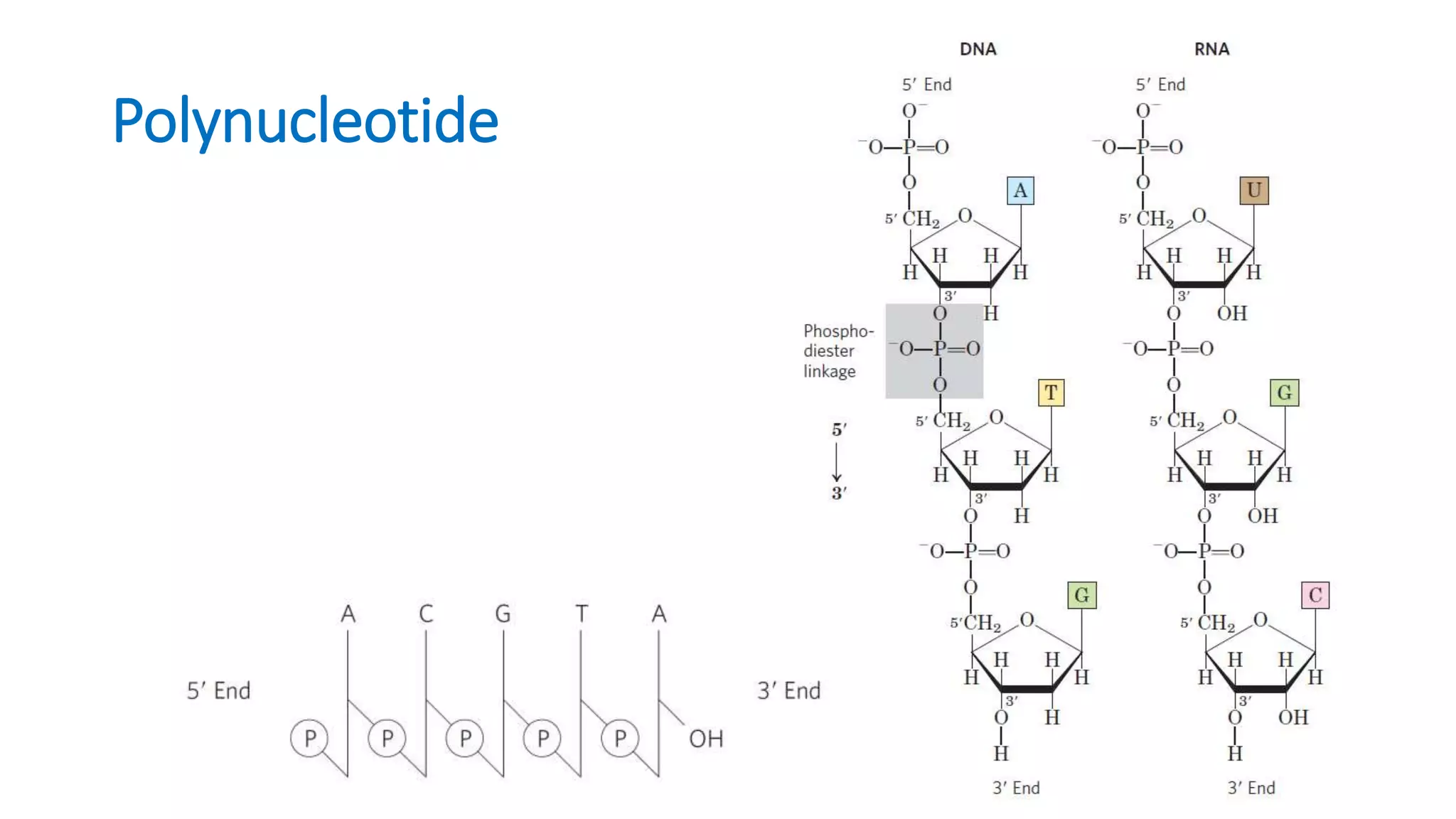 Nucleic acids - Introduction | PPTX
