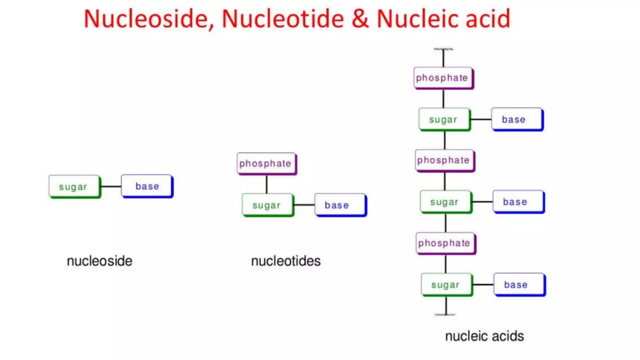 Nucleic acids - Introduction | PPTX