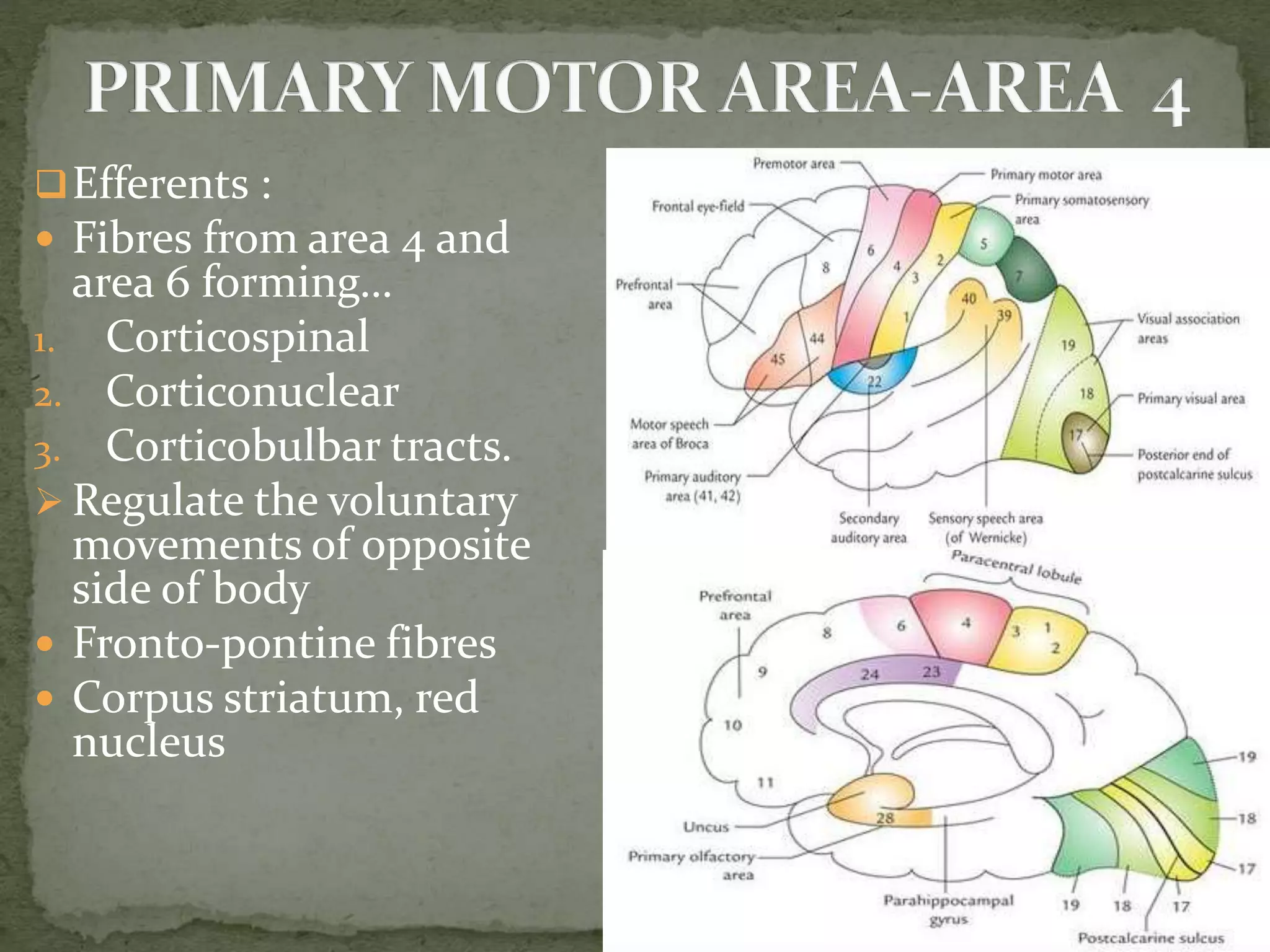 Cortical areas of brain | PPTX