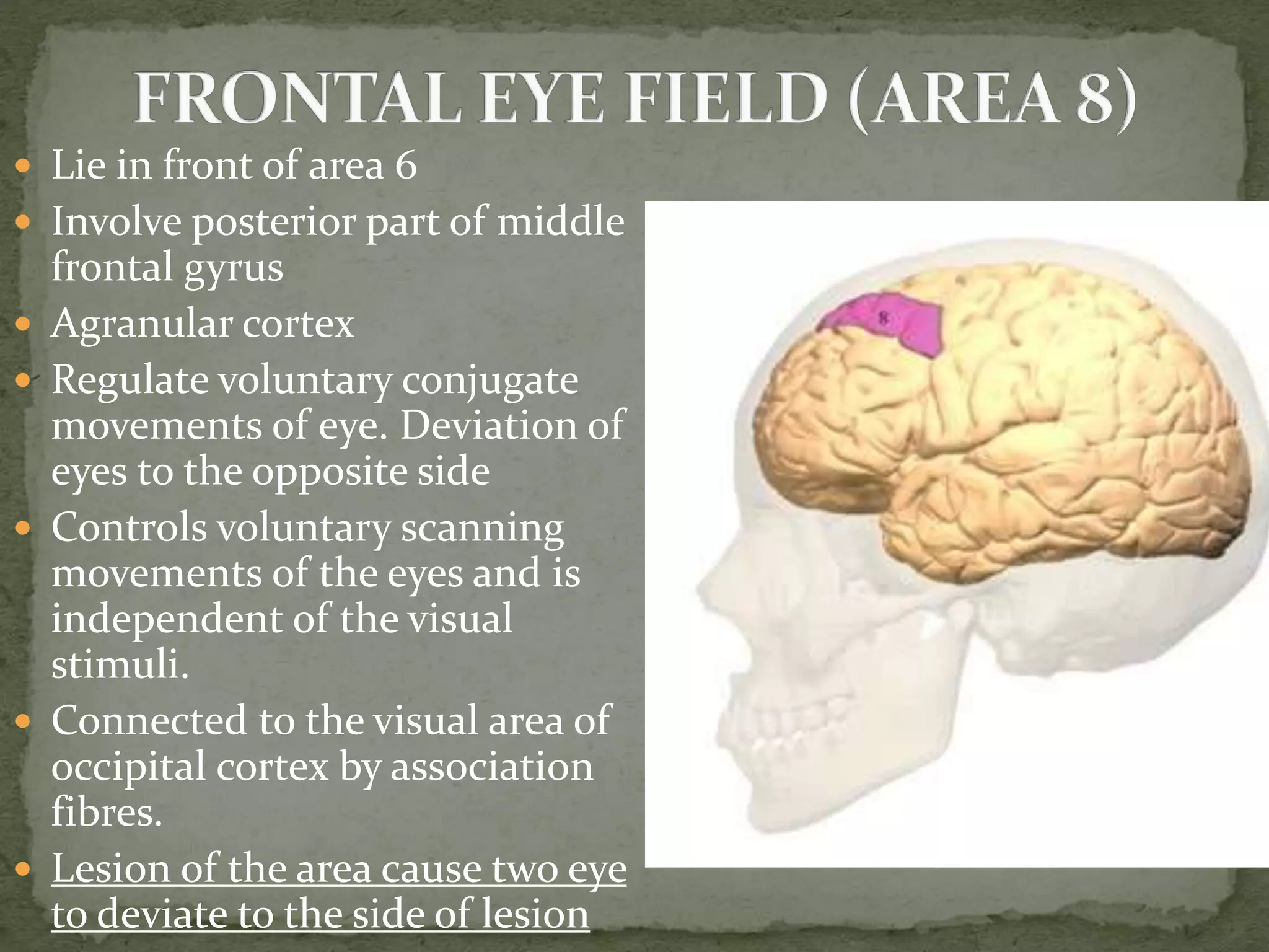 Cortical areas of brain | PPTX