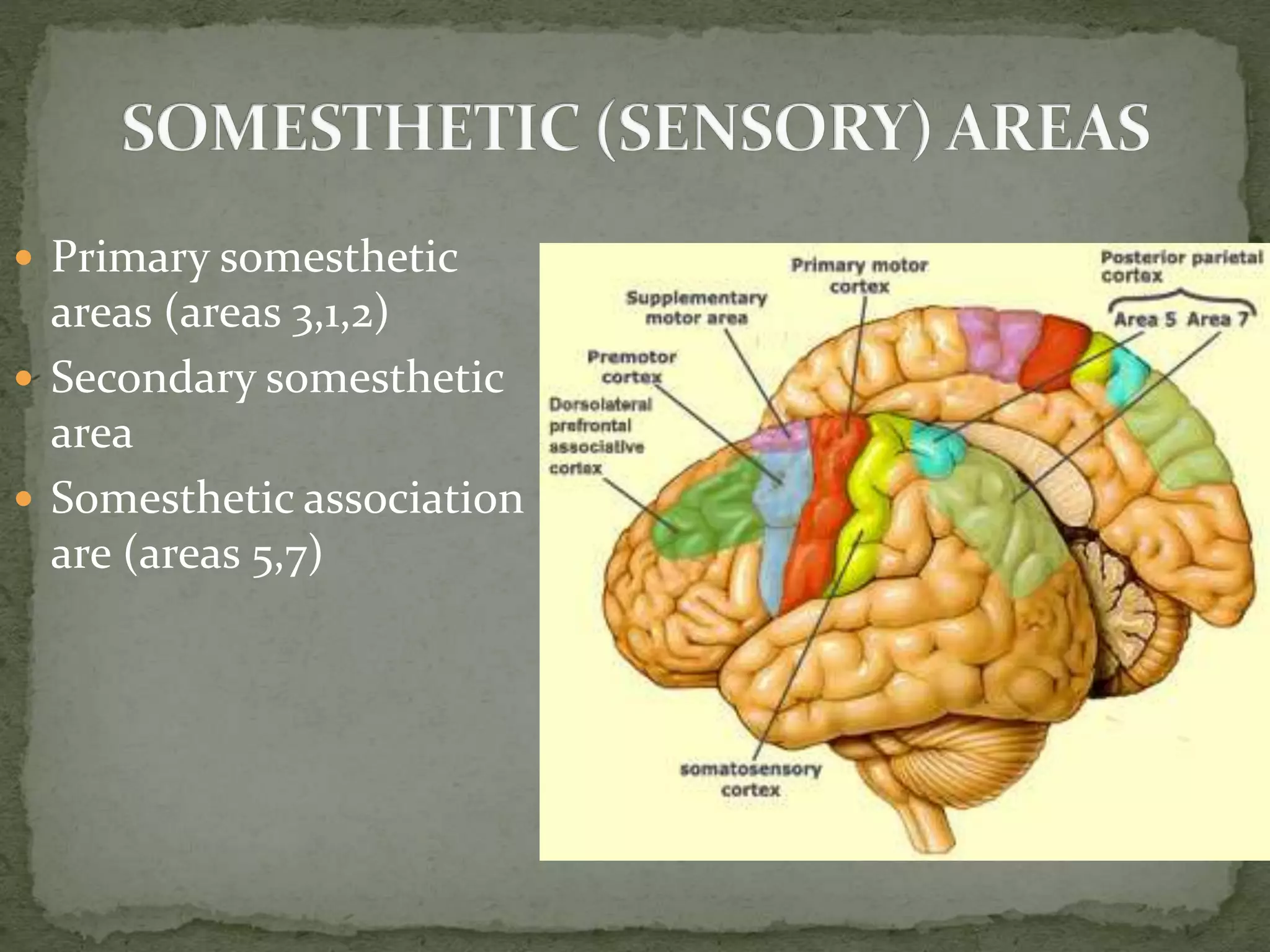 Cortical areas of brain | PPTX
