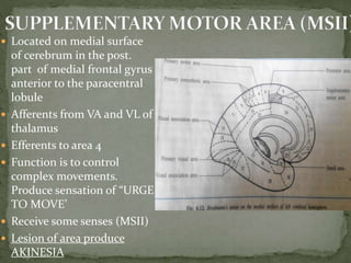 Cortical areas of brain | PPTX
